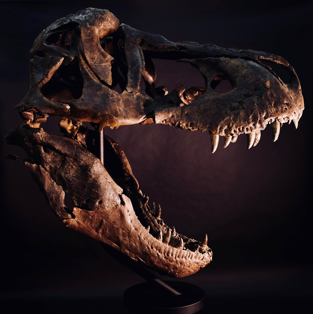 Dino Lab Inc is bringing the fossil experience to kids of all ages