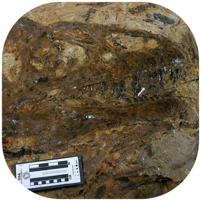 Schedule Your Visit - Dino Lab Inc