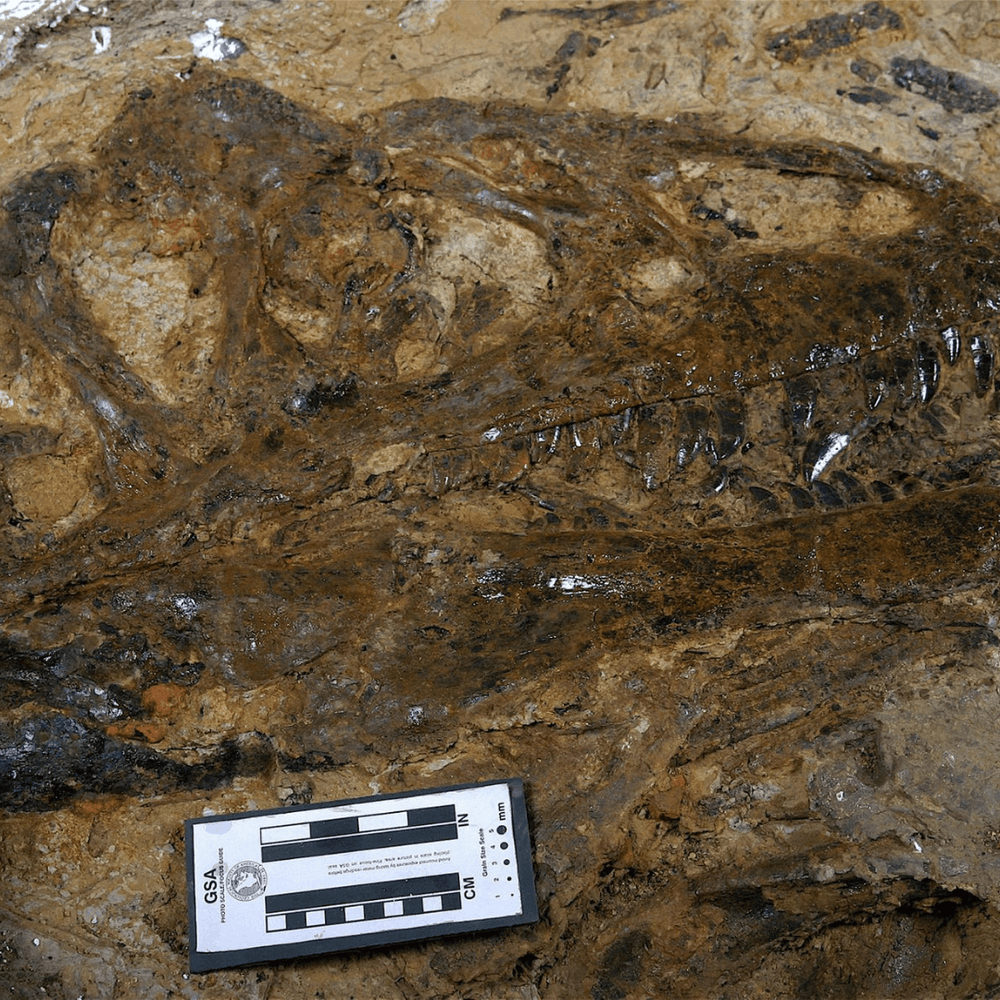 Dino Lab Inc is bringing the fossil experience to kids of all ages