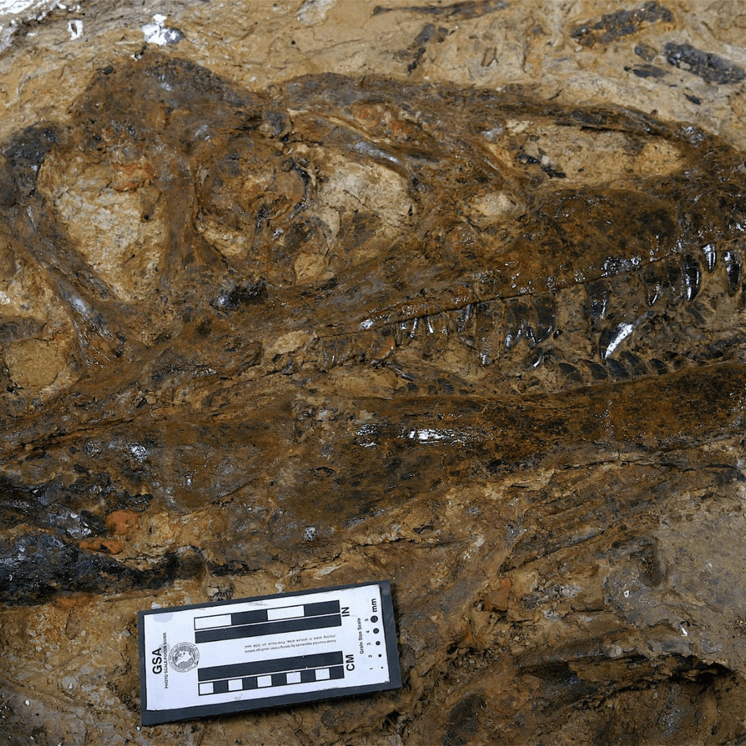 Dino Lab Inc is bringing the fossil experience to kids of all ages