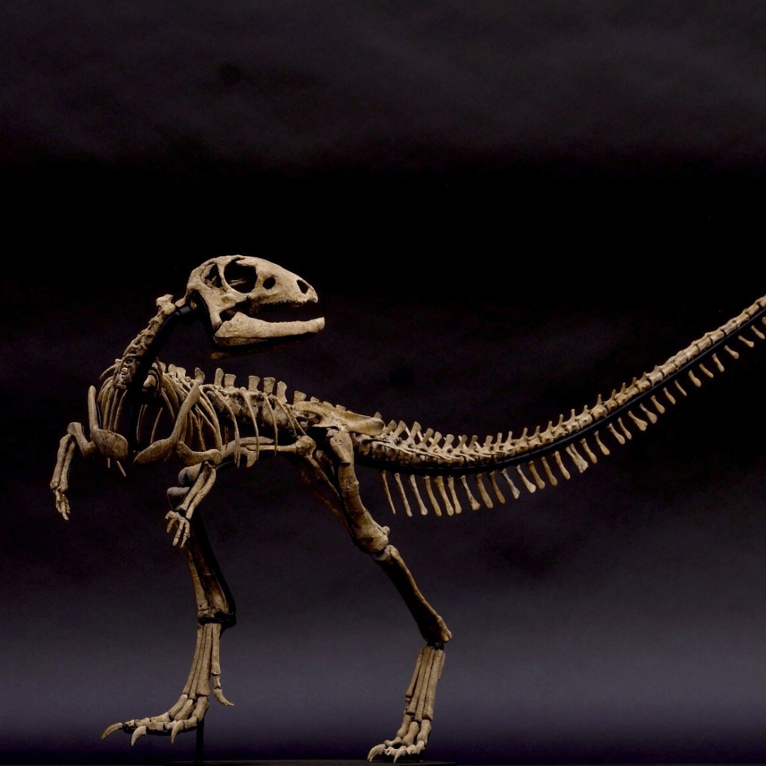 Dino Lab Inc is bringing the fossil experience to kids of all ages
