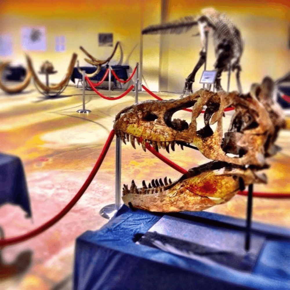 Do you love dinosaurs & fossils? Plan your experience with us today ...