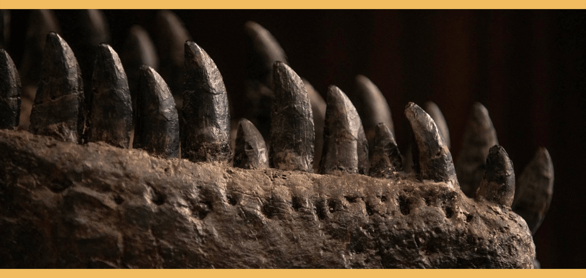 Dino Lab Inc is bringing the fossil experience to kids of all ages