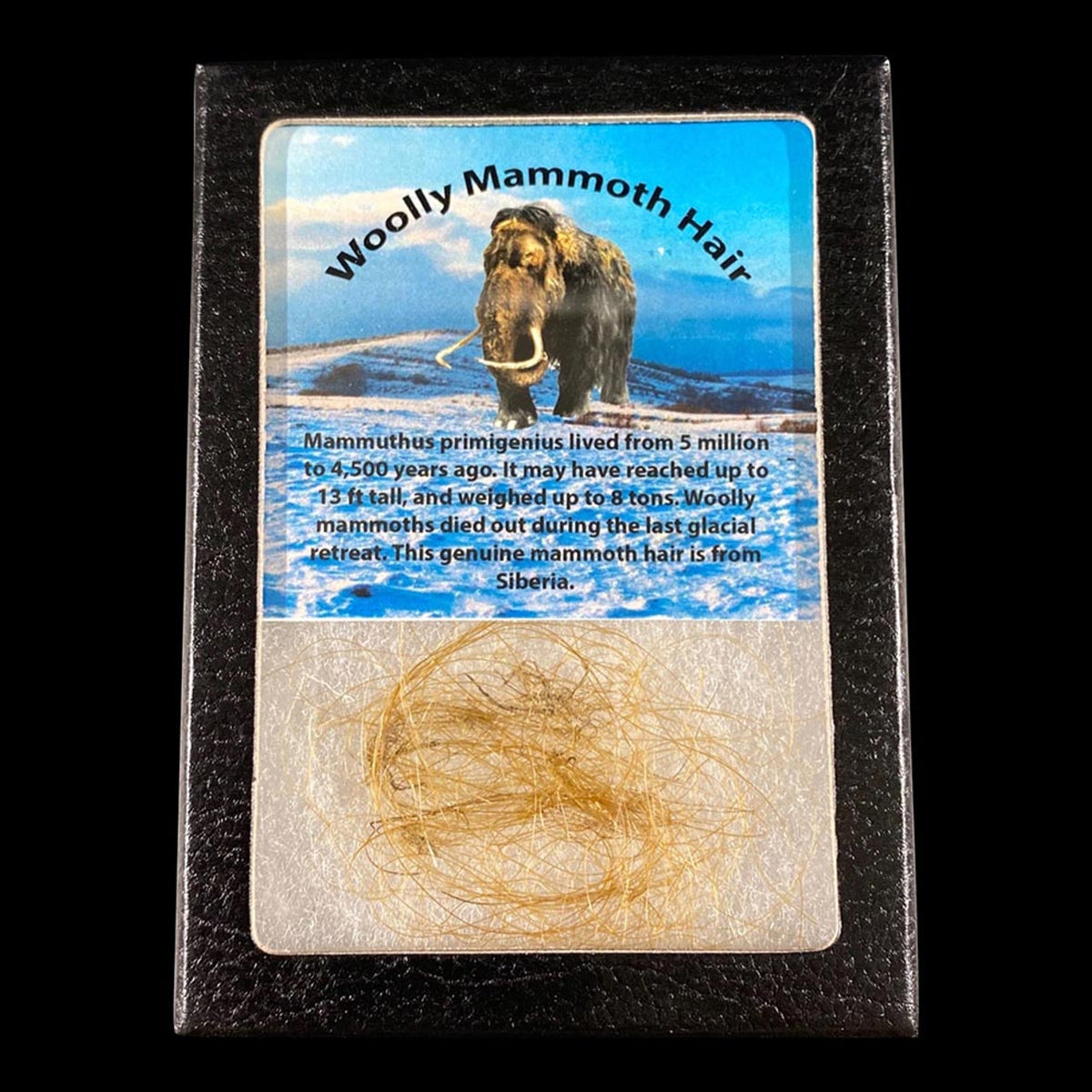 Woolly Mammoth Hair - Dino Lab Inc